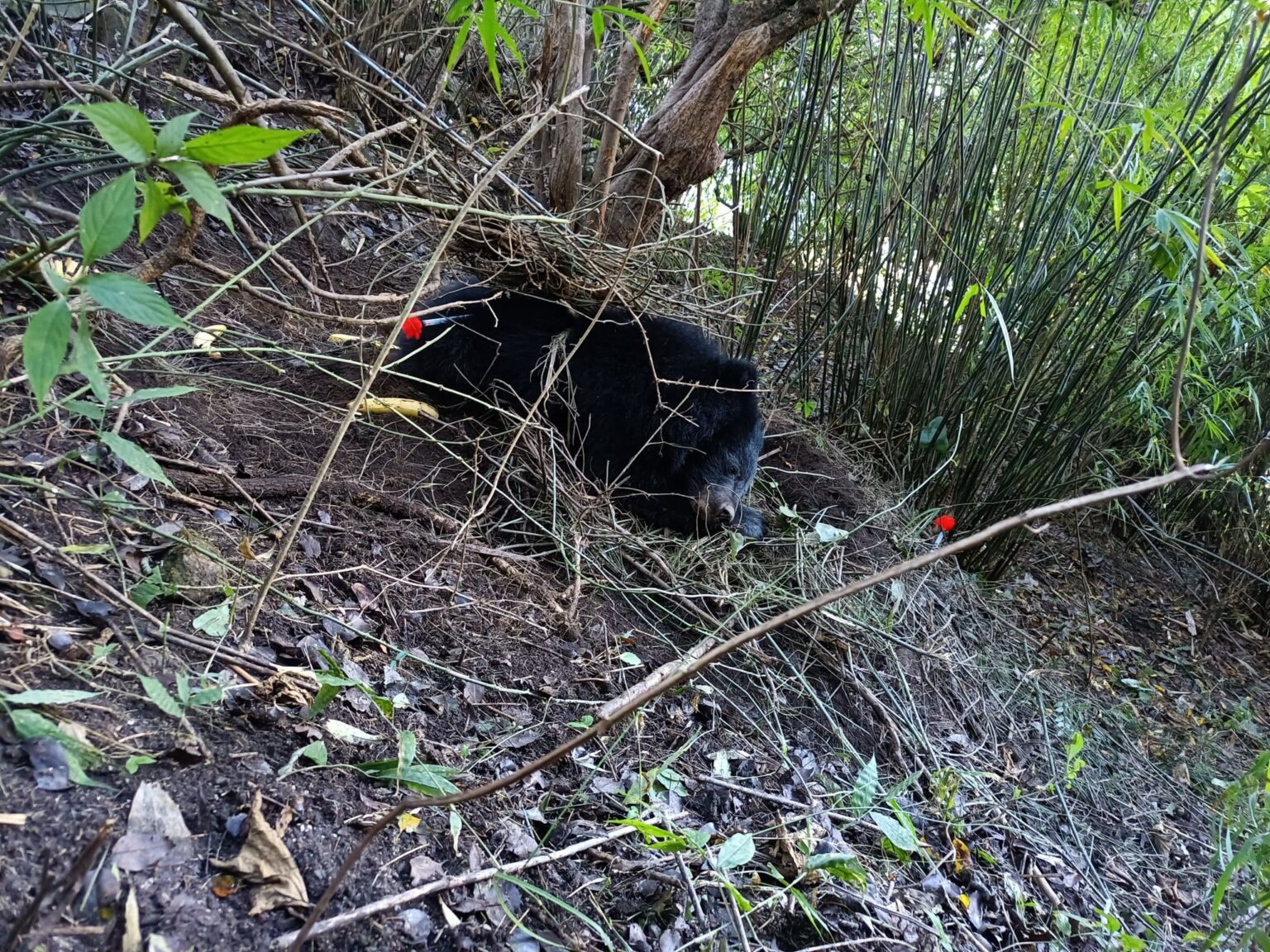 How an IFS Rescued a Young Himalayan Black Bear and Released It Back ...