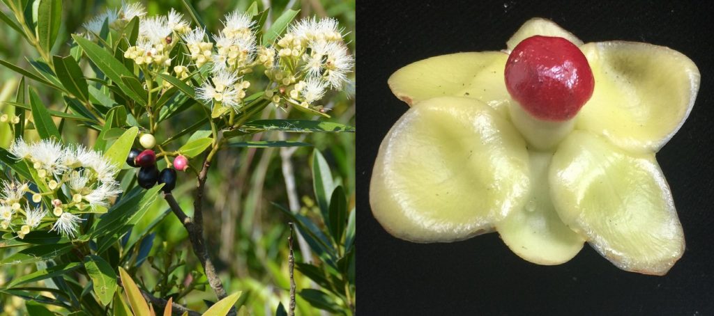 The IFS Officer Who’s Discovered Some High Value Medicinal Plants of India