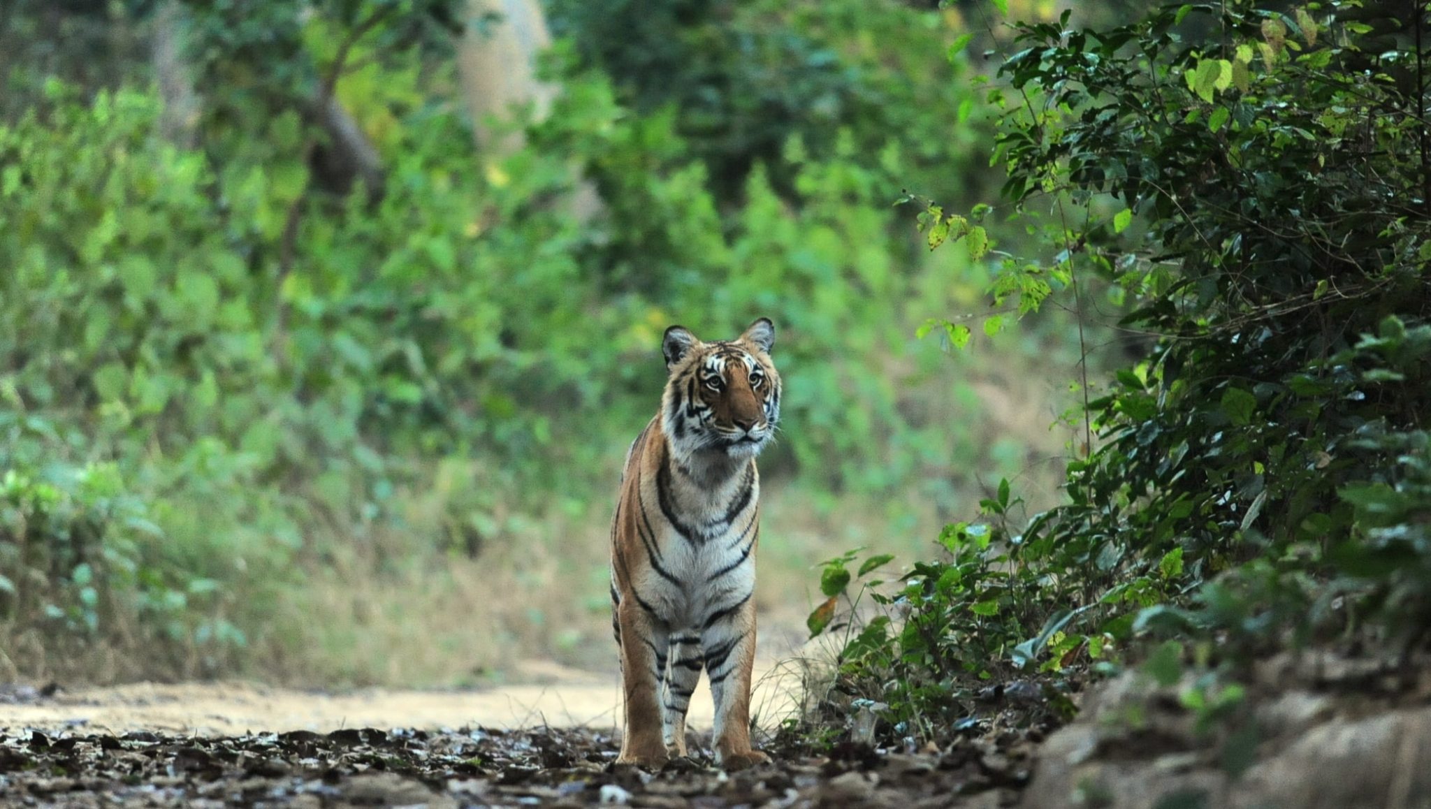 Tiger Reintroduction in Uttarakhand, Two Young Cats Relocated from ...