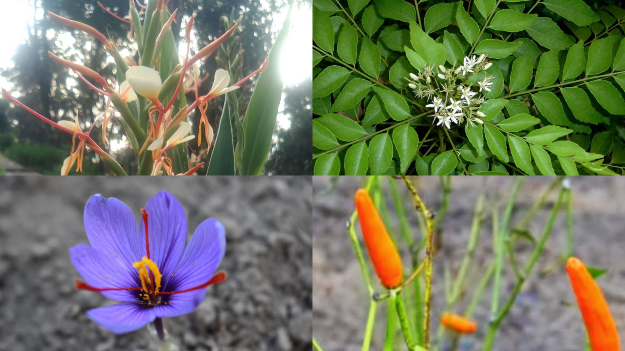 Showcasing Traditional Rich Spices of Uttarakhand Through the Himalayan ...