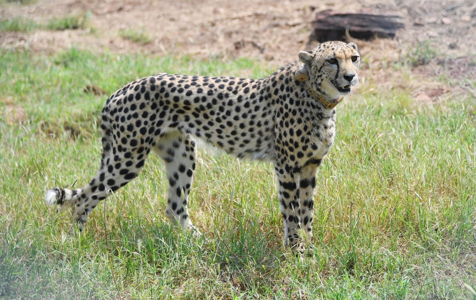 Reviving The Roar, Gujarat's Banni Grassland Set to Welcome Back Cheetah