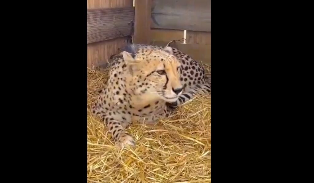 Kuno National Park is Going All Out to Make the African Cheetahs Feel ...