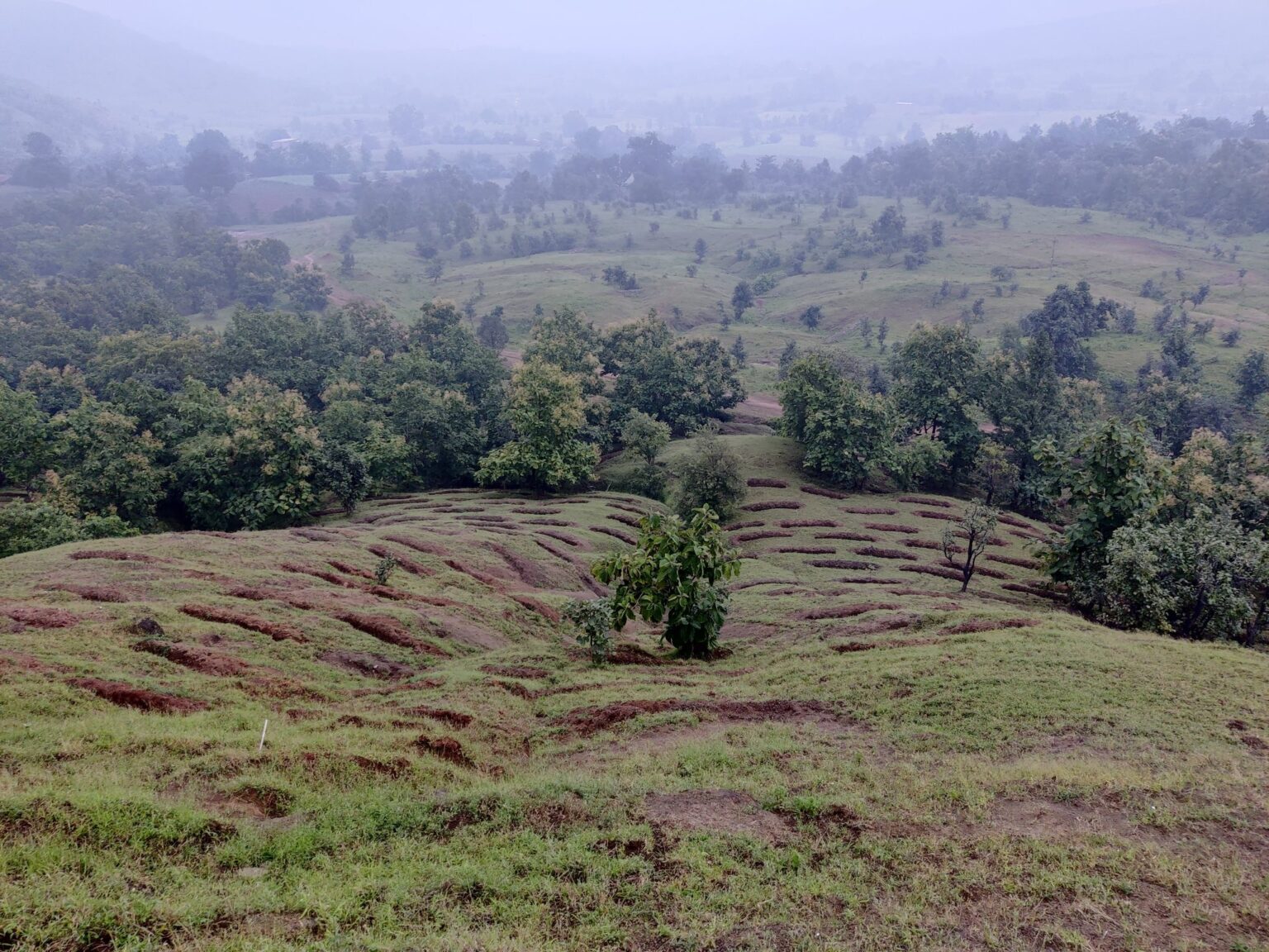 What’s Life as a Forester Like, From the Perspective of a Young IFS ...