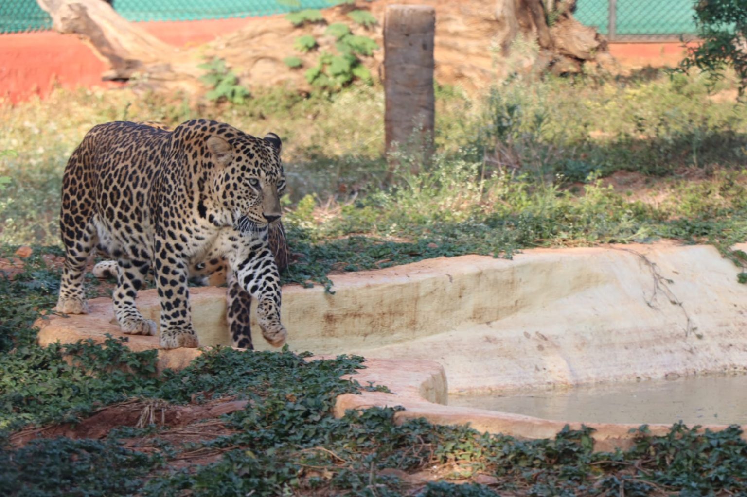 Why People are Adopting Animals of Gadag Zoo - https ...