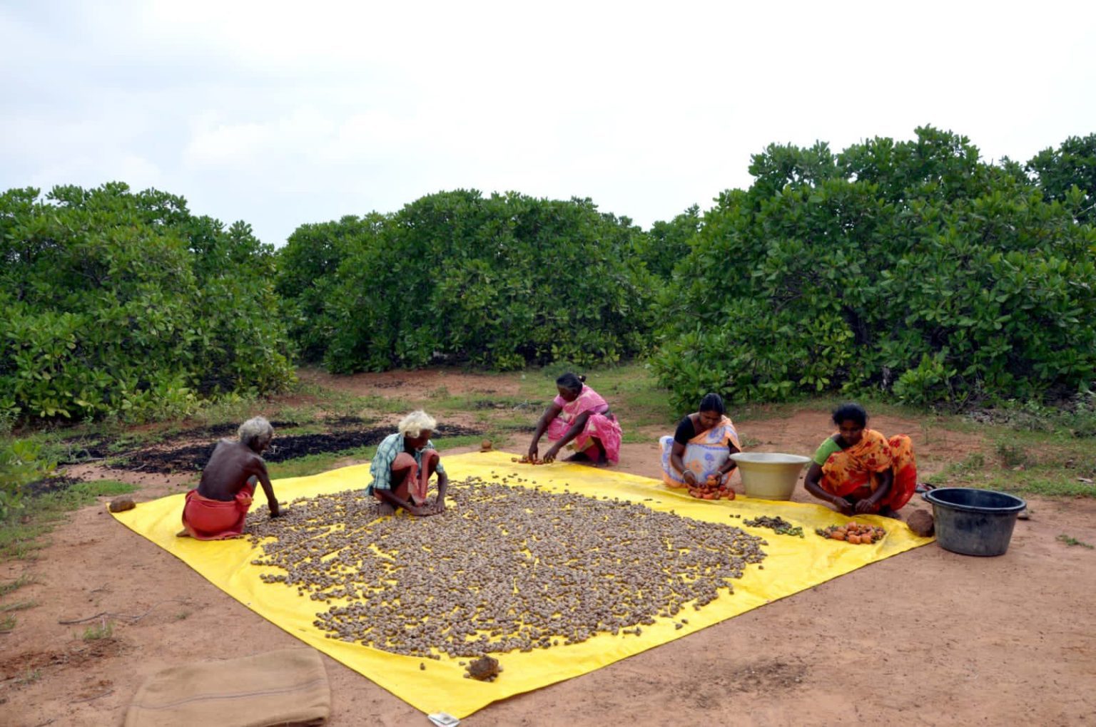 Hare Hunter Irula Tribe Turning Into Cashew Nut Farmers