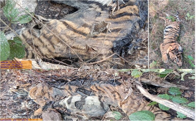 The Story Behind the Death of Four Tiger Cubs in Tadoba Tiger Reserve ...