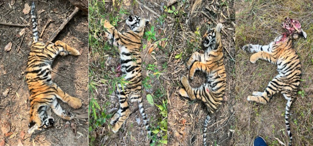 The Story Behind the Death of Four Tiger Cubs in Tadoba Tiger Reserve ...