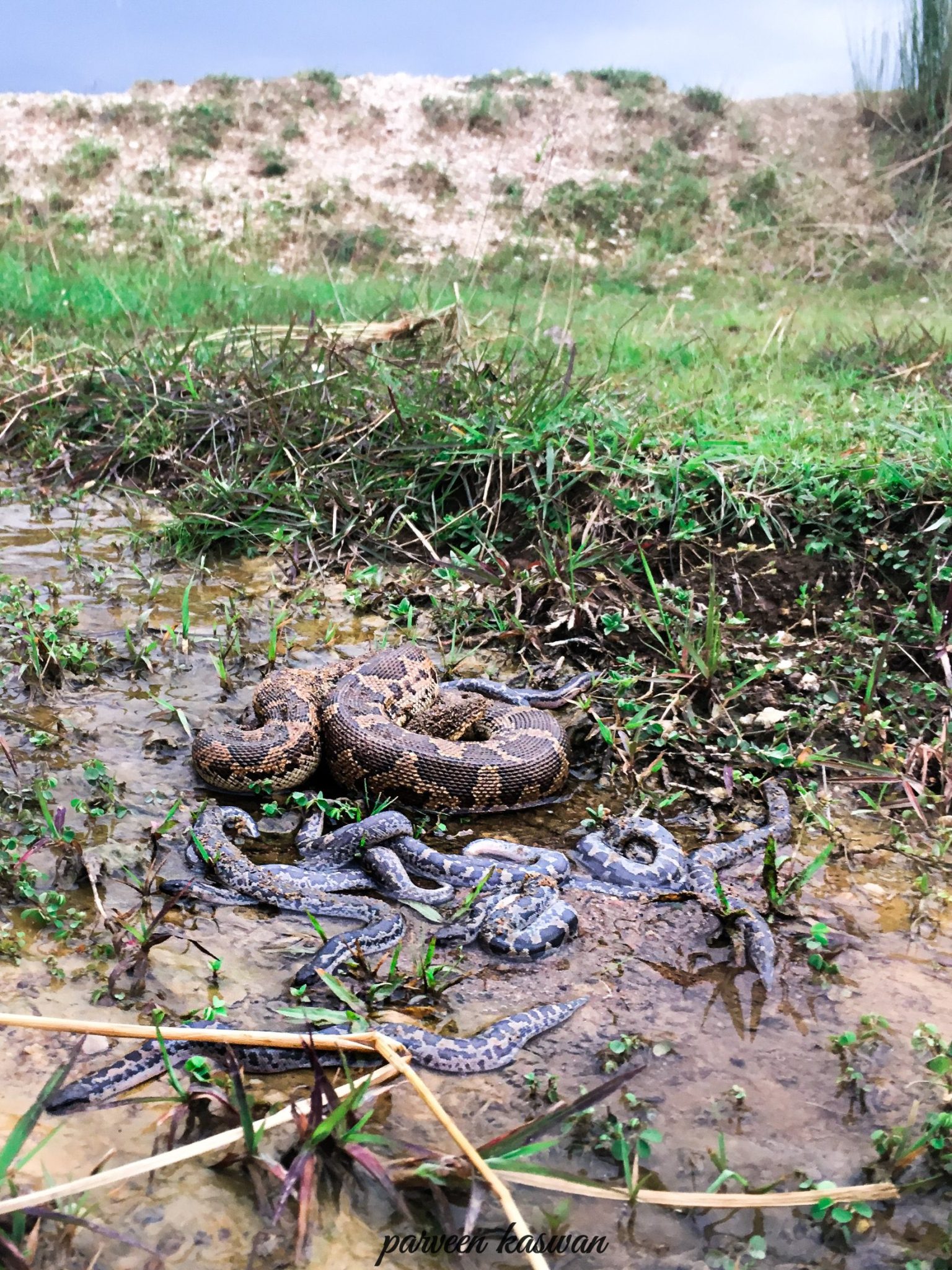 IFS Officer Shares Picture of a Cute Sand Boa Family, Twitter Users React