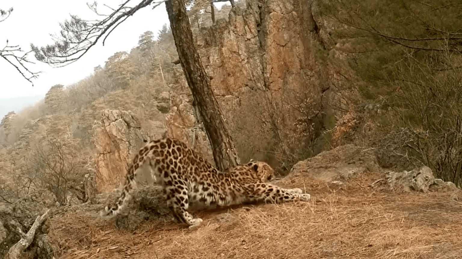 Leopard Attacks Man in Uttarakhand, Dies After Falling from Cliff