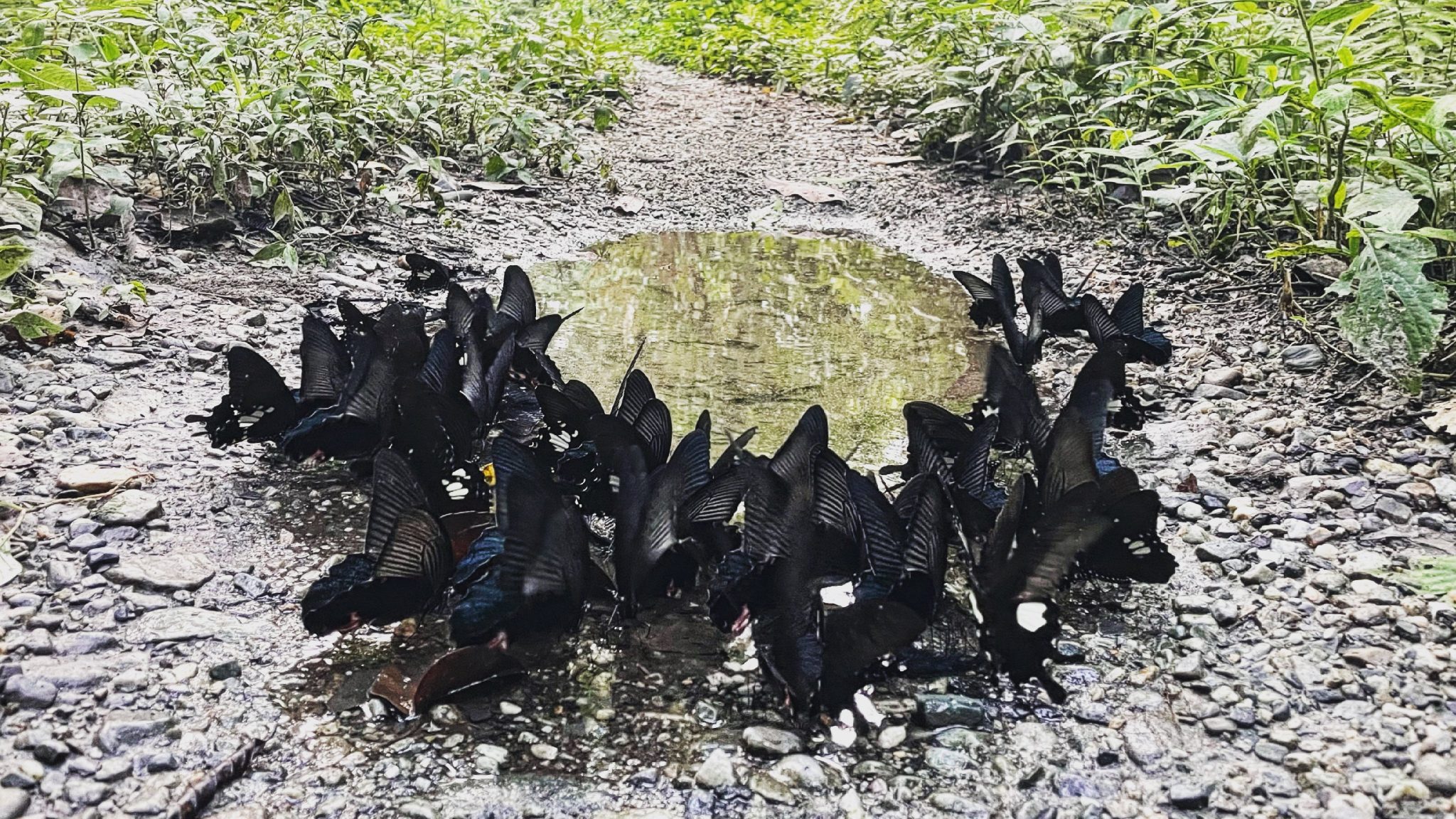 What Is Mud-Puddling, IFS Officer Parveen Kaswan Explains