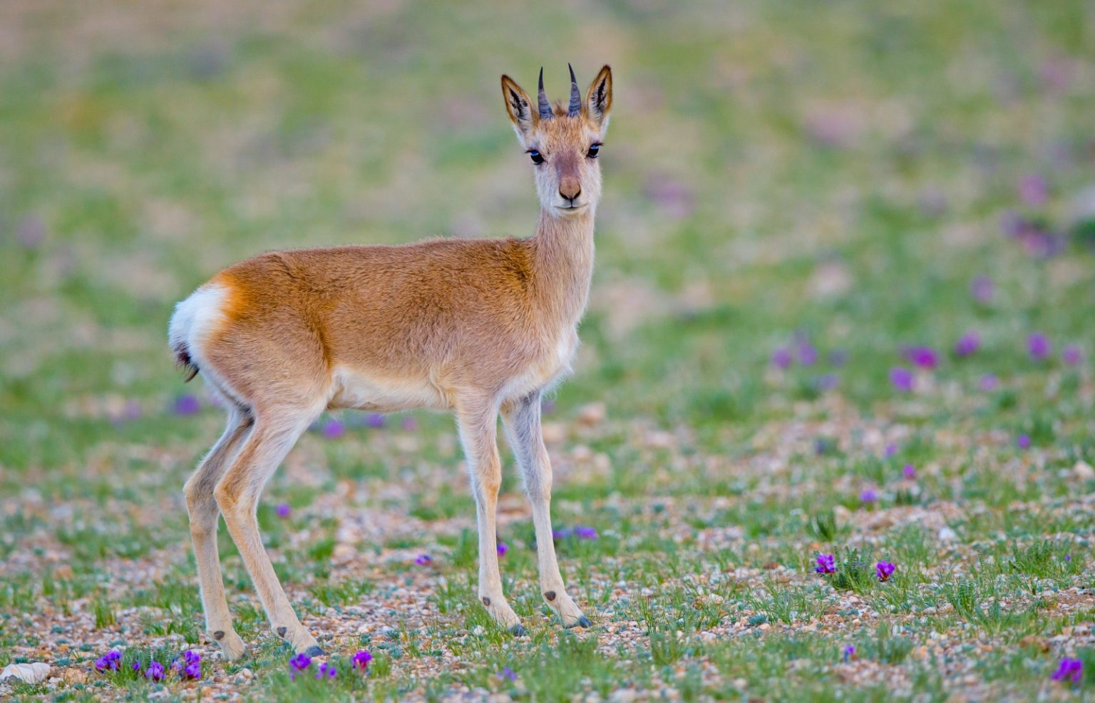Ladakh, First in the Country, to Promote Astro Tourism through Hanle ...