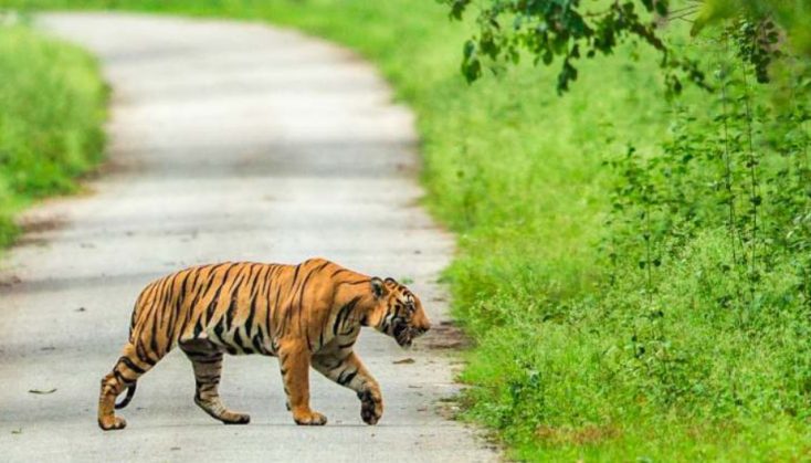 Tiger Census 2022 : MP Leads With 785 Tigers, UK's Corbett Tiger ...
