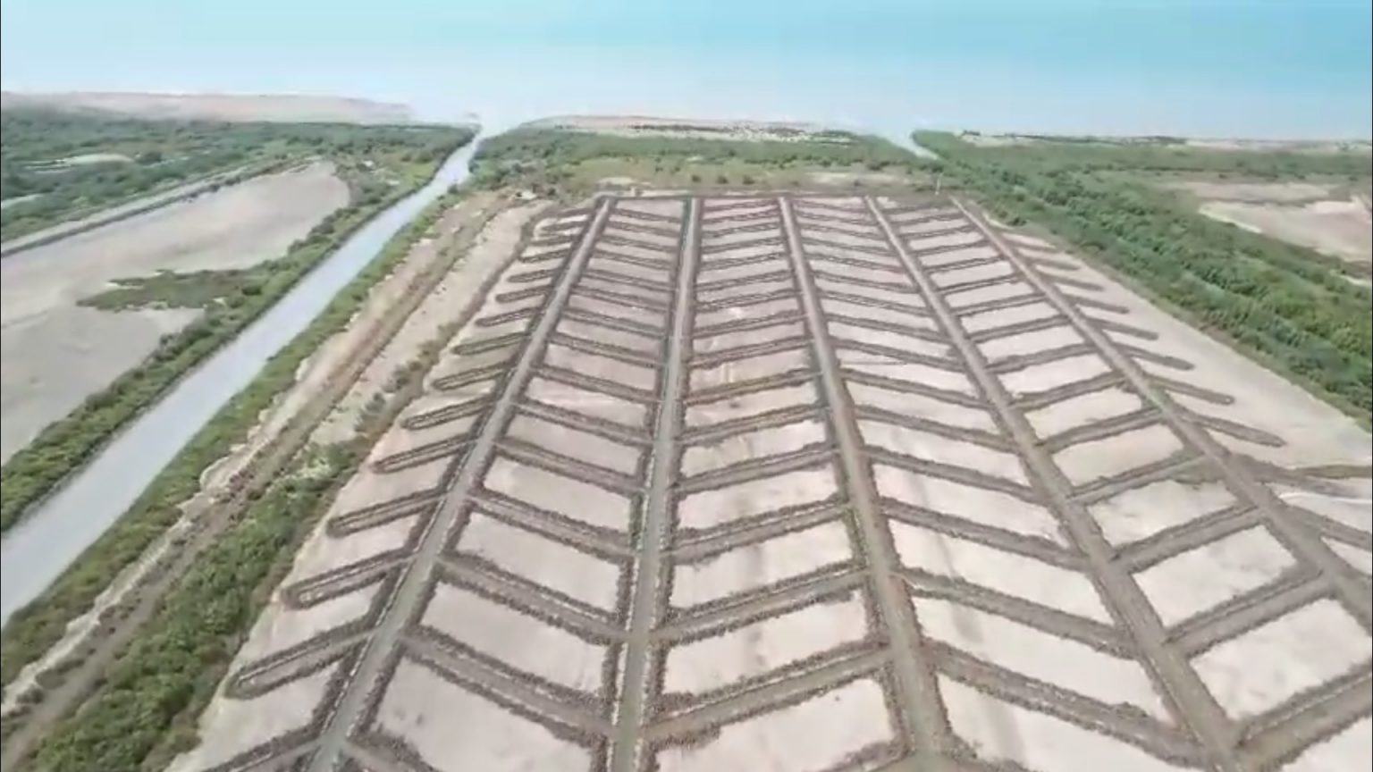 IFS Officer Shares Video of Mangrove Planting Using Fish Bone Technique ...