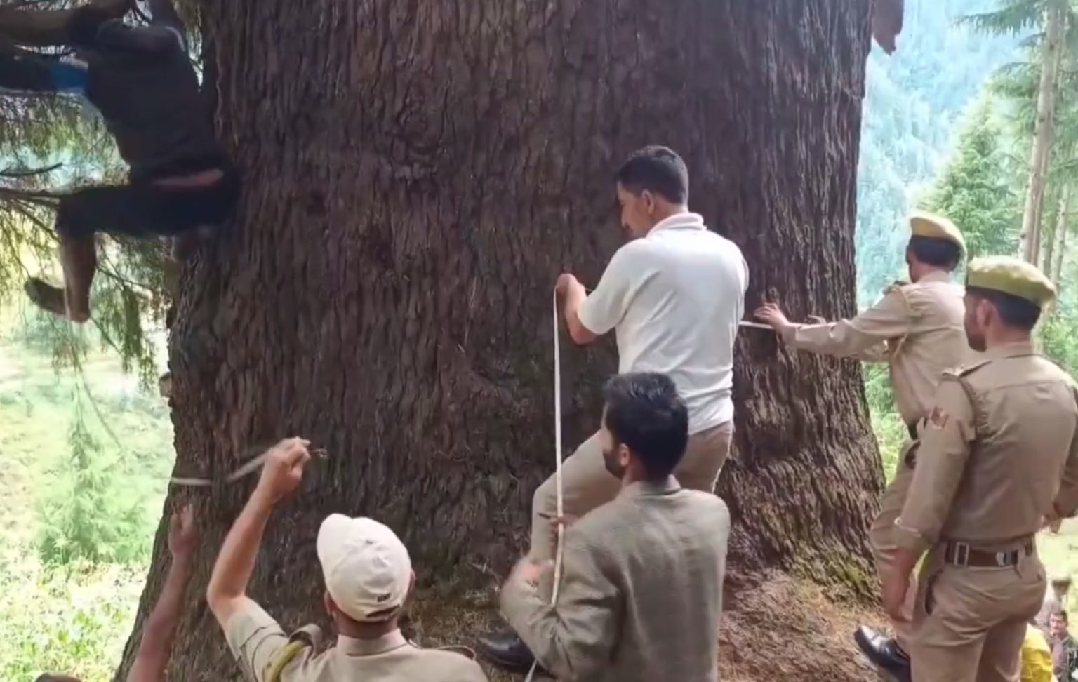 Tiny J&K Village Could Become The Proud Owner of World’s Largest Cedar ...
