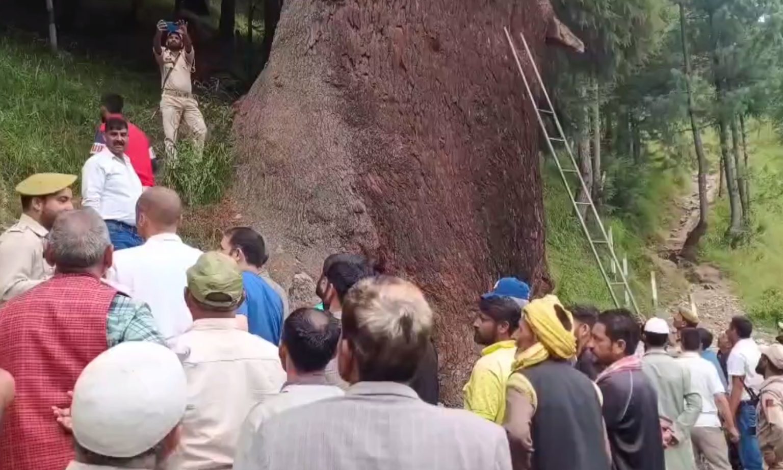Tiny J&K Village Could Become The Proud Owner of World’s Largest Cedar ...