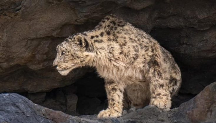 718 Snow Leopards in India: First Ever Scientific Exercise Reveals