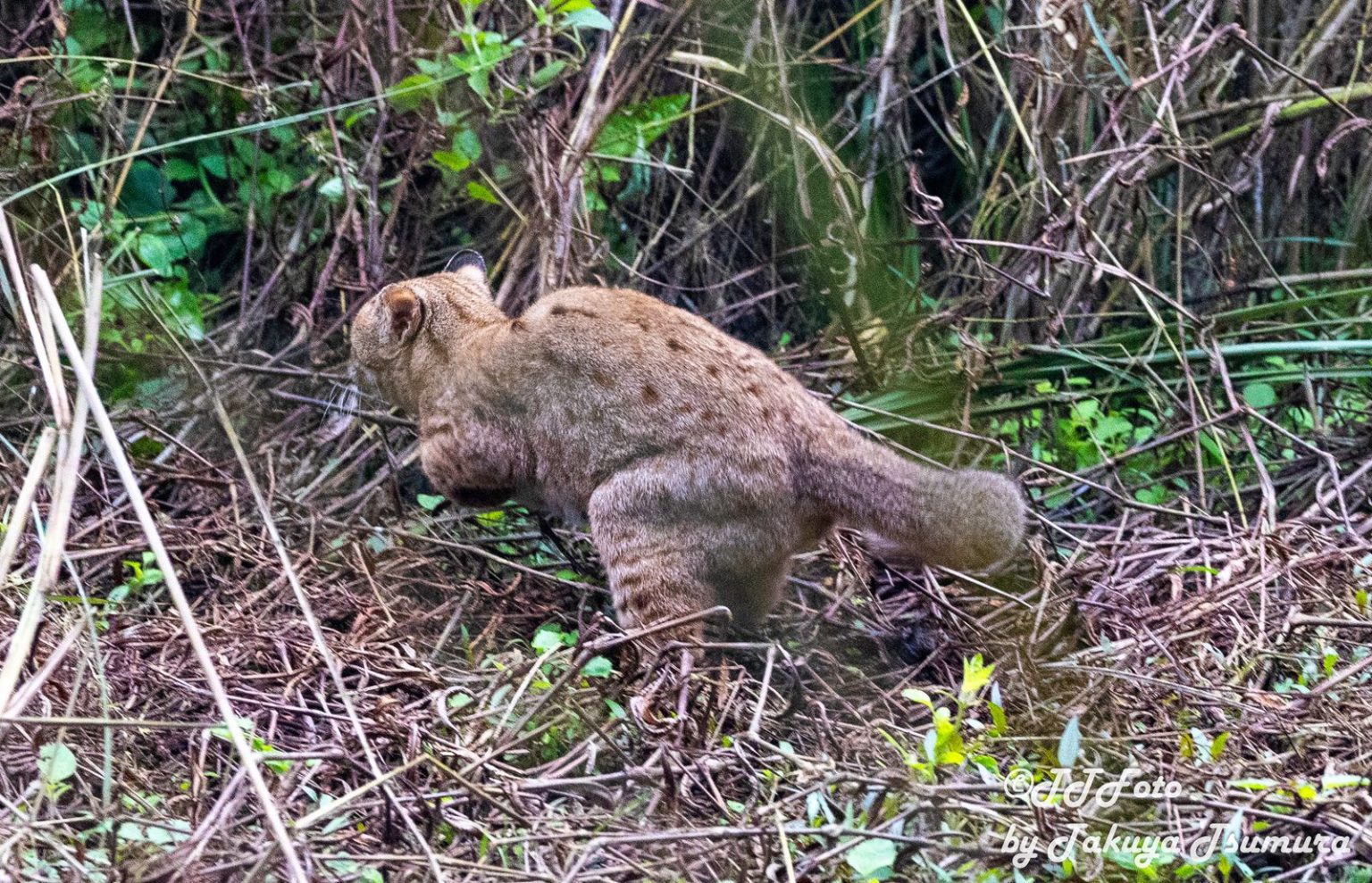 Is This the World's Most Elusive Cat? Rare Sighting in Pilibhit Stuns IRS Officer And Team