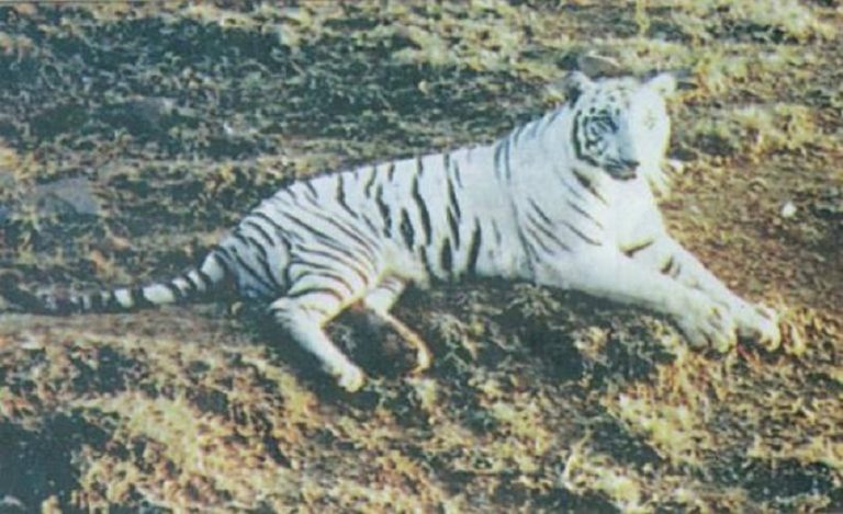 White Tiger Legacy: How Mohan, the World’s First White Tiger, Changed ...