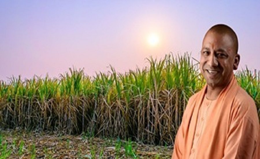 UP Sugarcane Farmers to Receive ₹400 per Quintal for Early Varieties ...