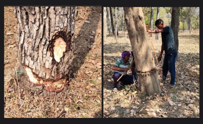 One Lakh Trees Gone: Inside the Silent Destruction of Chhattisgarh’s ...